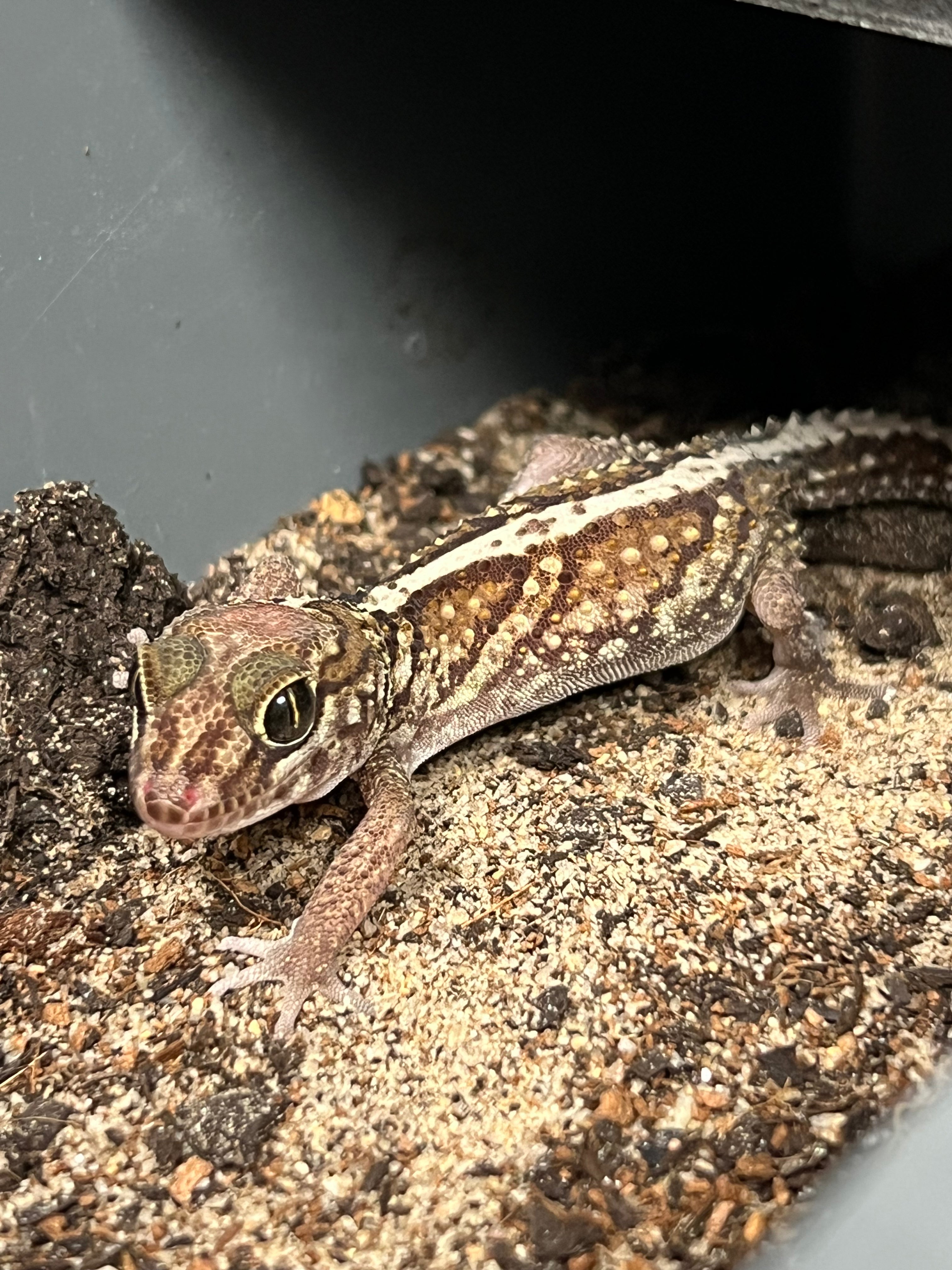 Anery Bold Stripe Pictus Gecko – Cold Blooded Kingdom