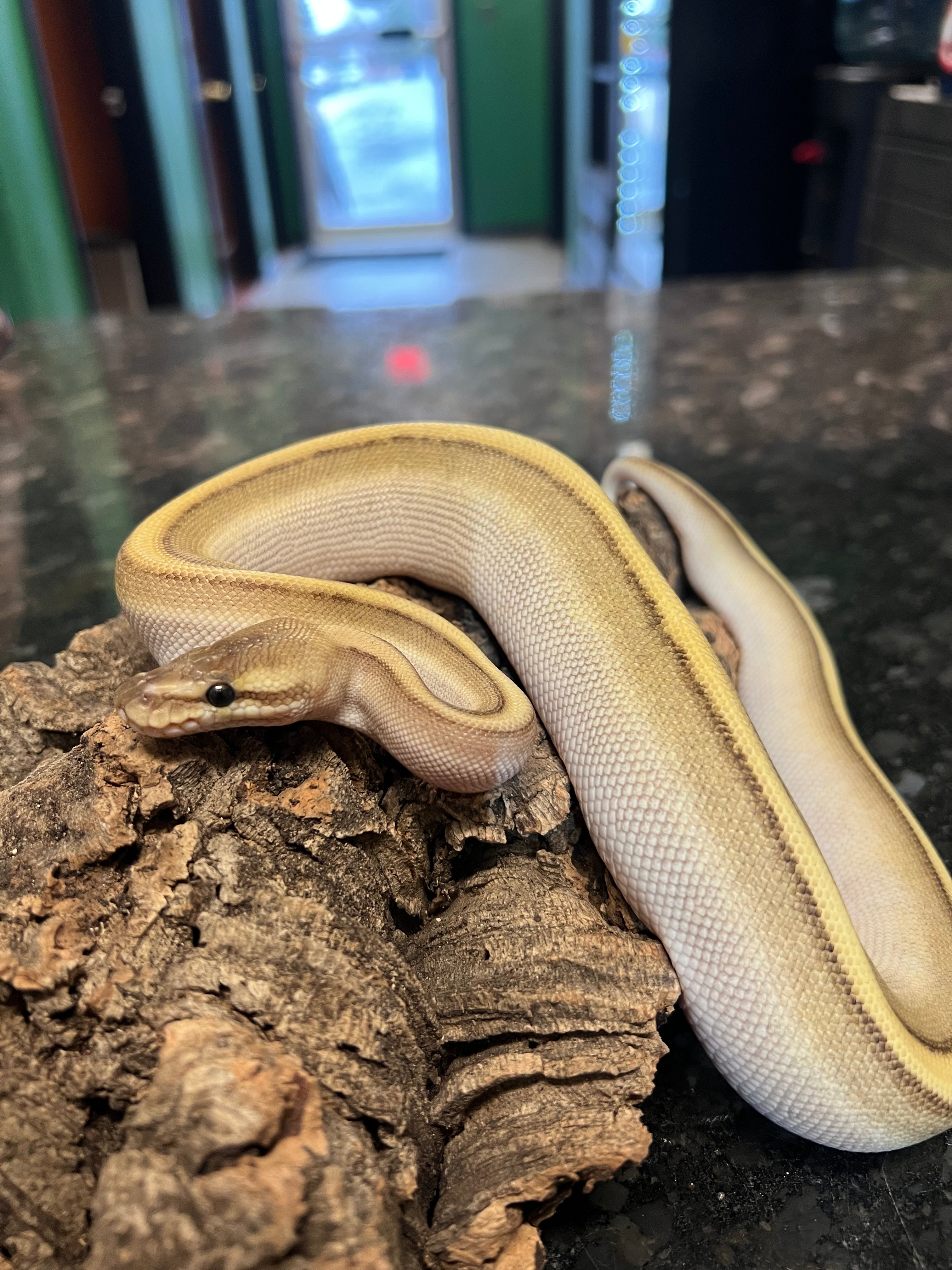 Female Genetic Stripe Lesser 100% het Clown Ball Python – Cold Blooded ...