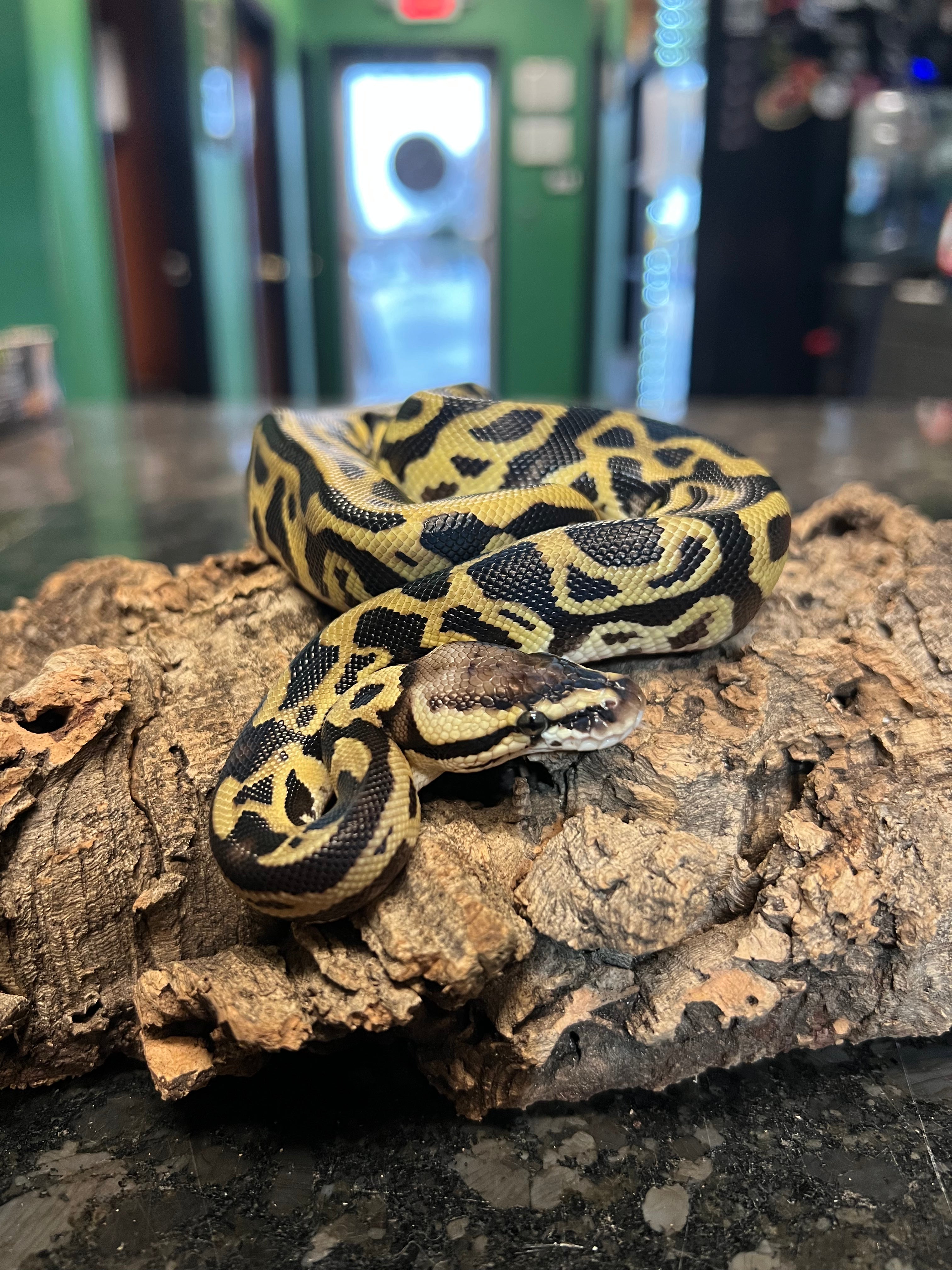 Male Spotnose Leopard 100% het Clown poss. Chocolate Ball Python – Cold ...