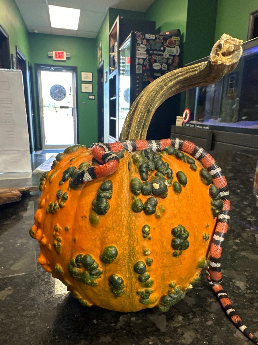 Snakes – Cold Blooded Kingdom