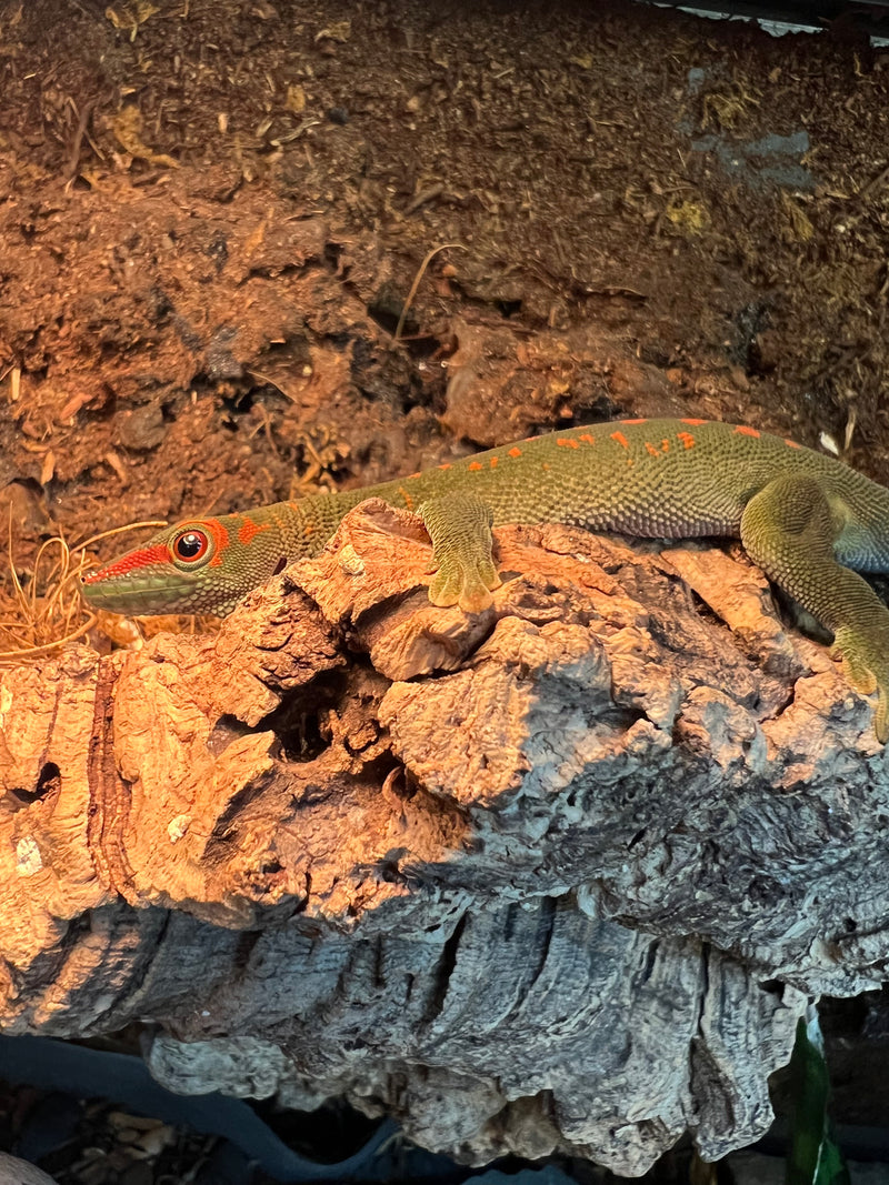 Lizards – Cold Blooded Kingdom