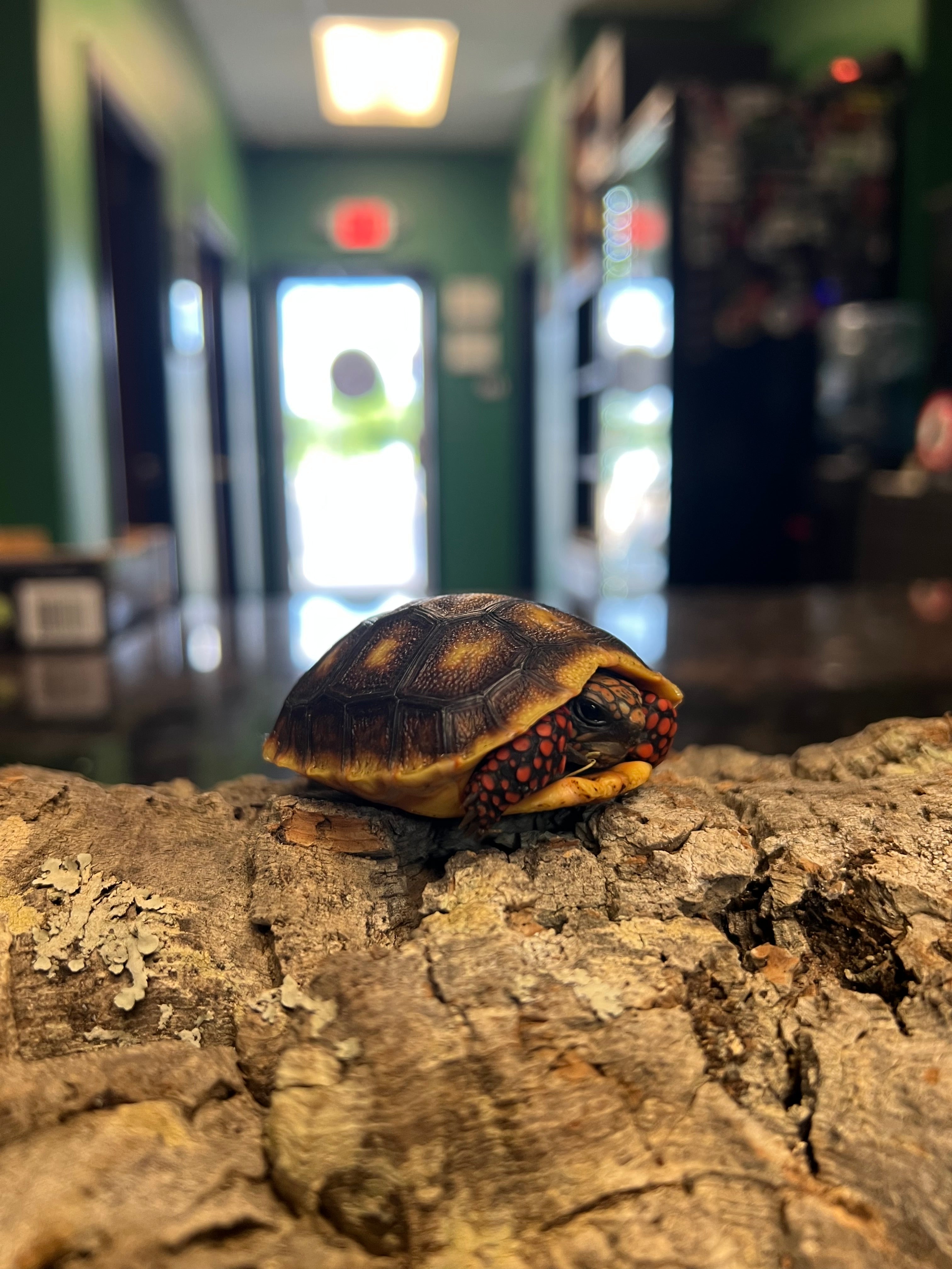 Baby Red-Footed Tortoise – Cold Blooded Kingdom