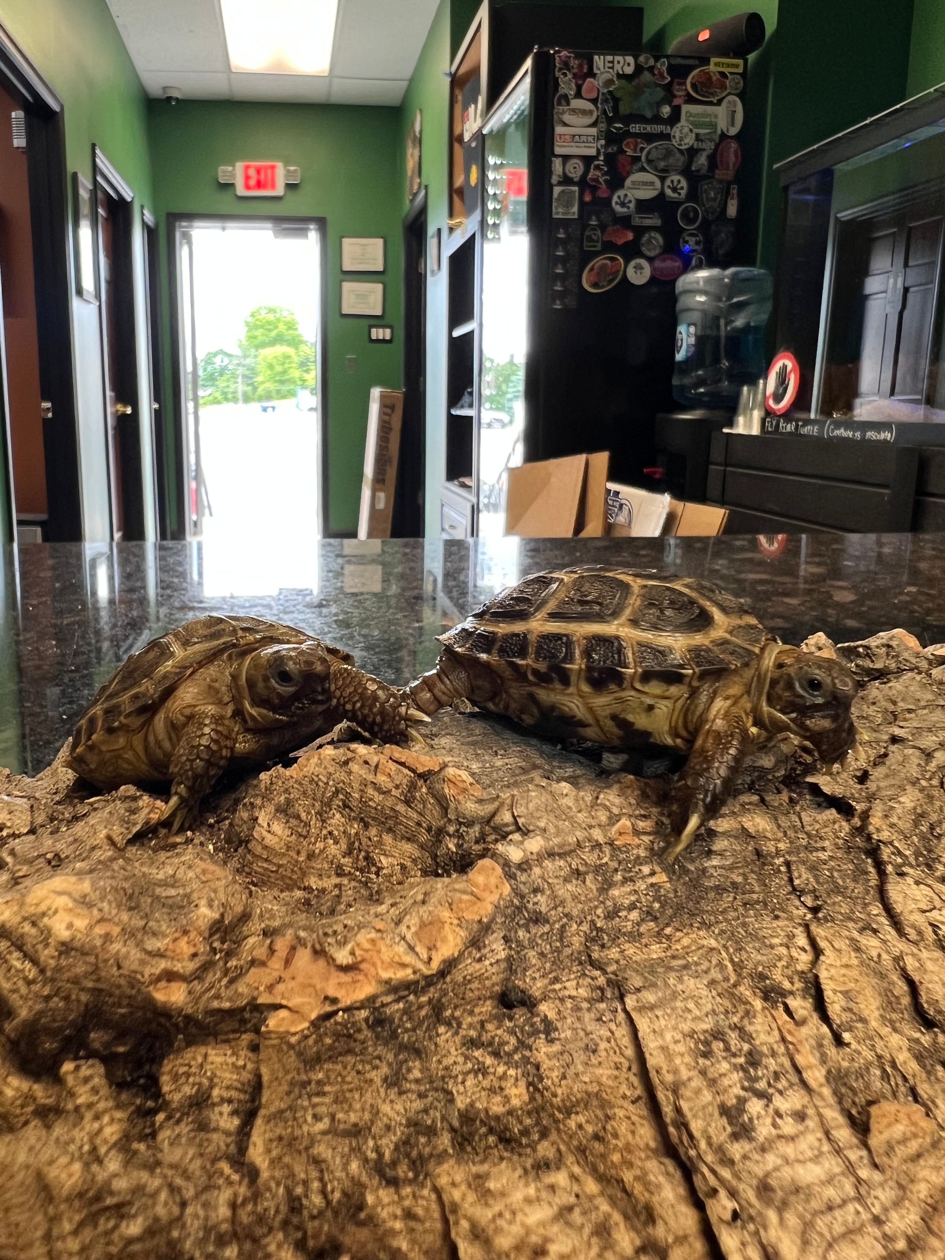 CBB Baby Russian Tortoise (Testudo horsfieldii) – Cold Blooded Kingdom