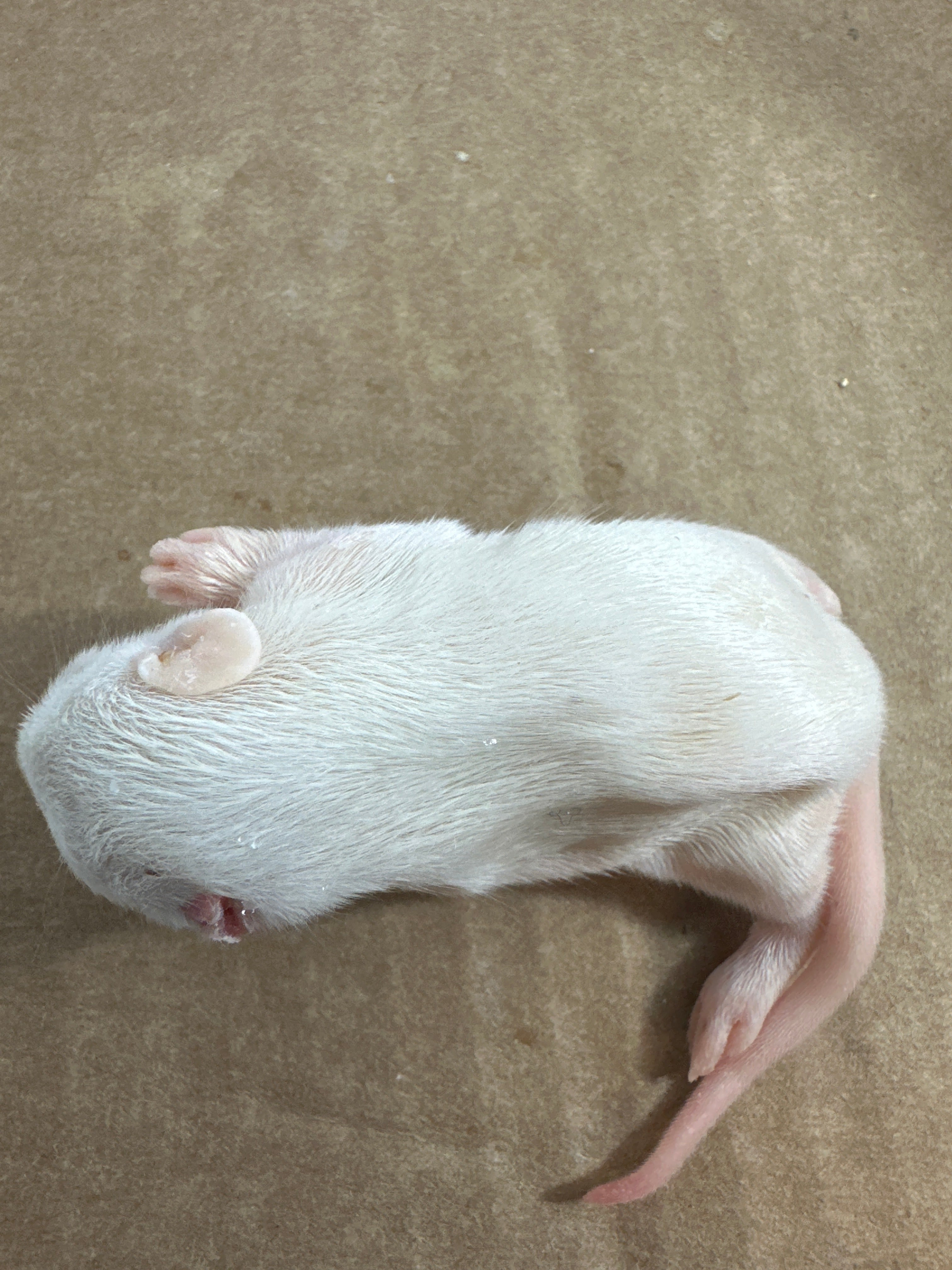 Frozen Rat - Crawler – Cold Blooded Kingdom