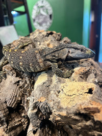 Lizards – Cold Blooded Kingdom