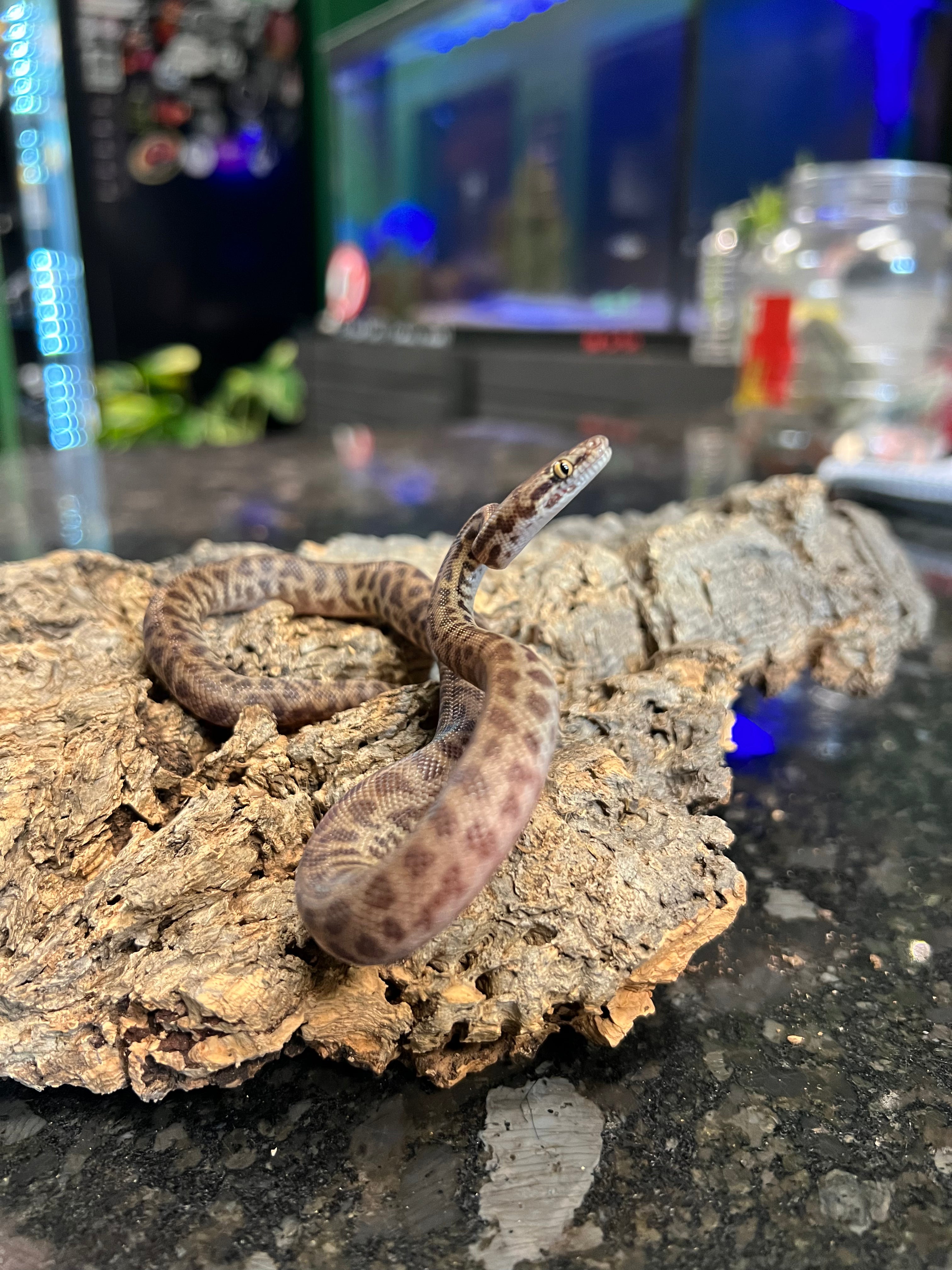 Children’s Python – Cold Blooded Kingdom