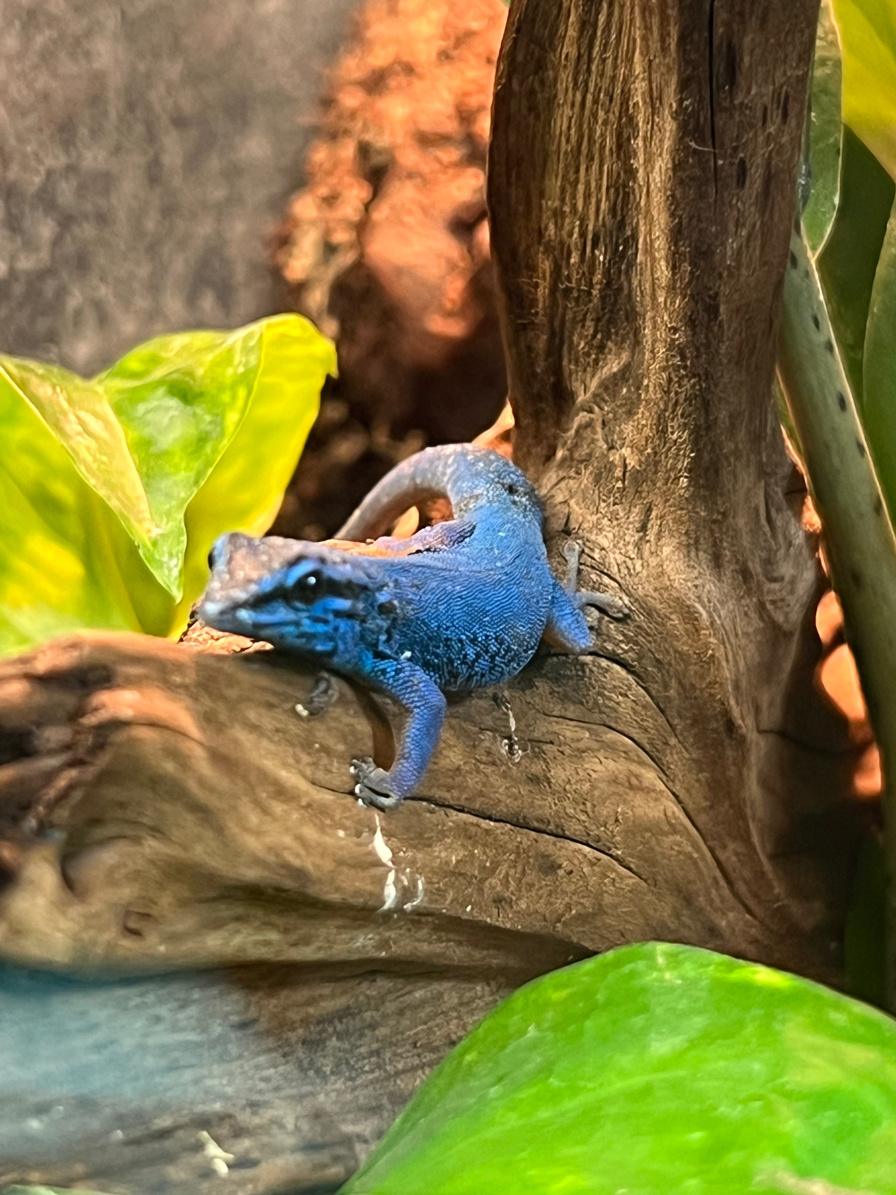 Male Electric Blue Day Gecko – Cold Blooded Kingdom