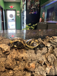 Turtles & Tortoises – Cold Blooded Kingdom