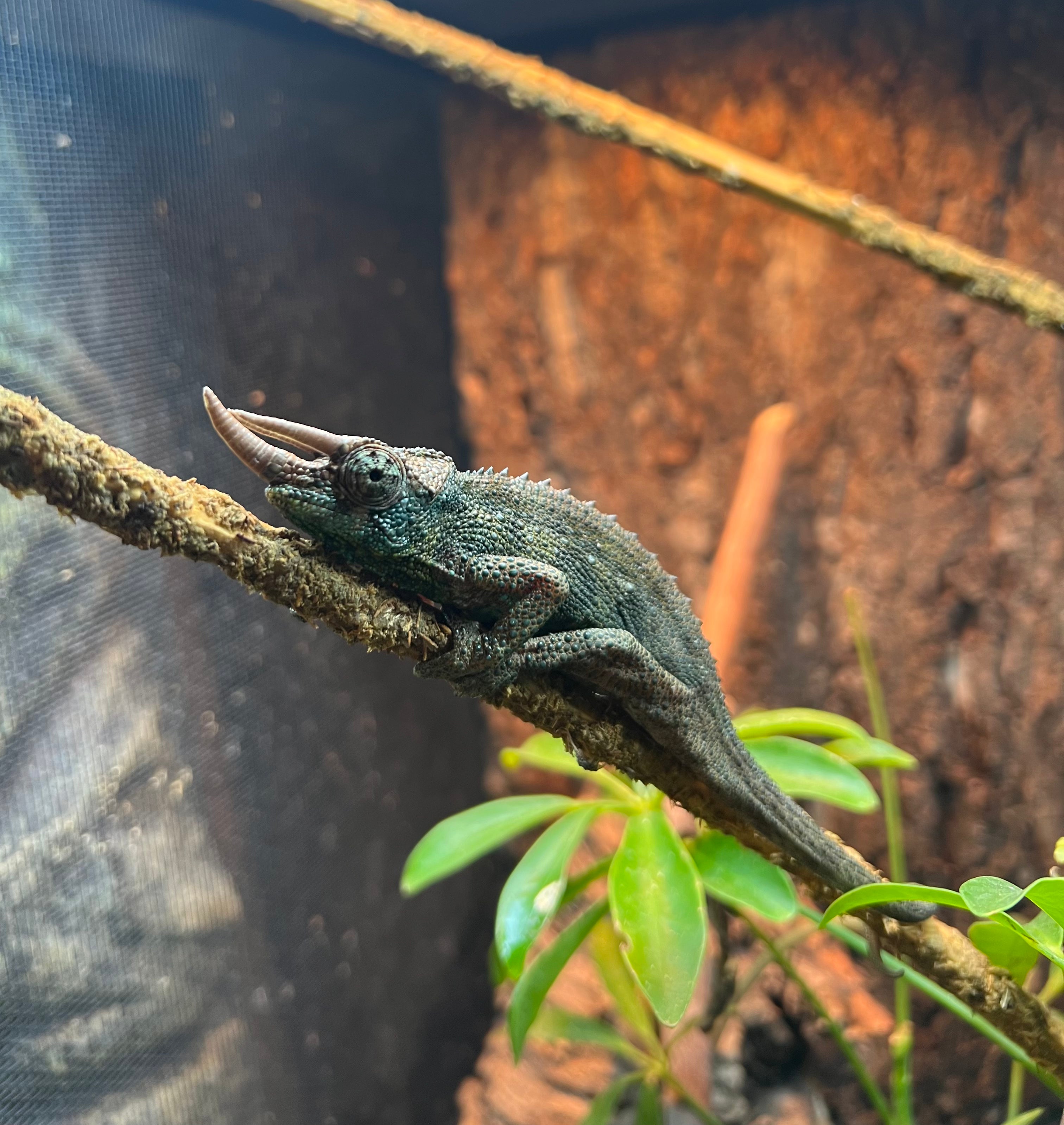 CB Rainbow Jackson’s Chameleon – Cold Blooded Kingdom