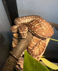 Snakes – Cold Blooded Kingdom