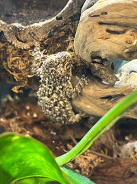 Lizards – Cold Blooded Kingdom