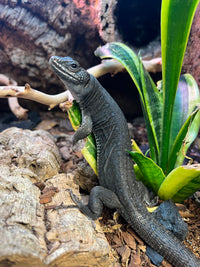 Lizards – Cold Blooded Kingdom