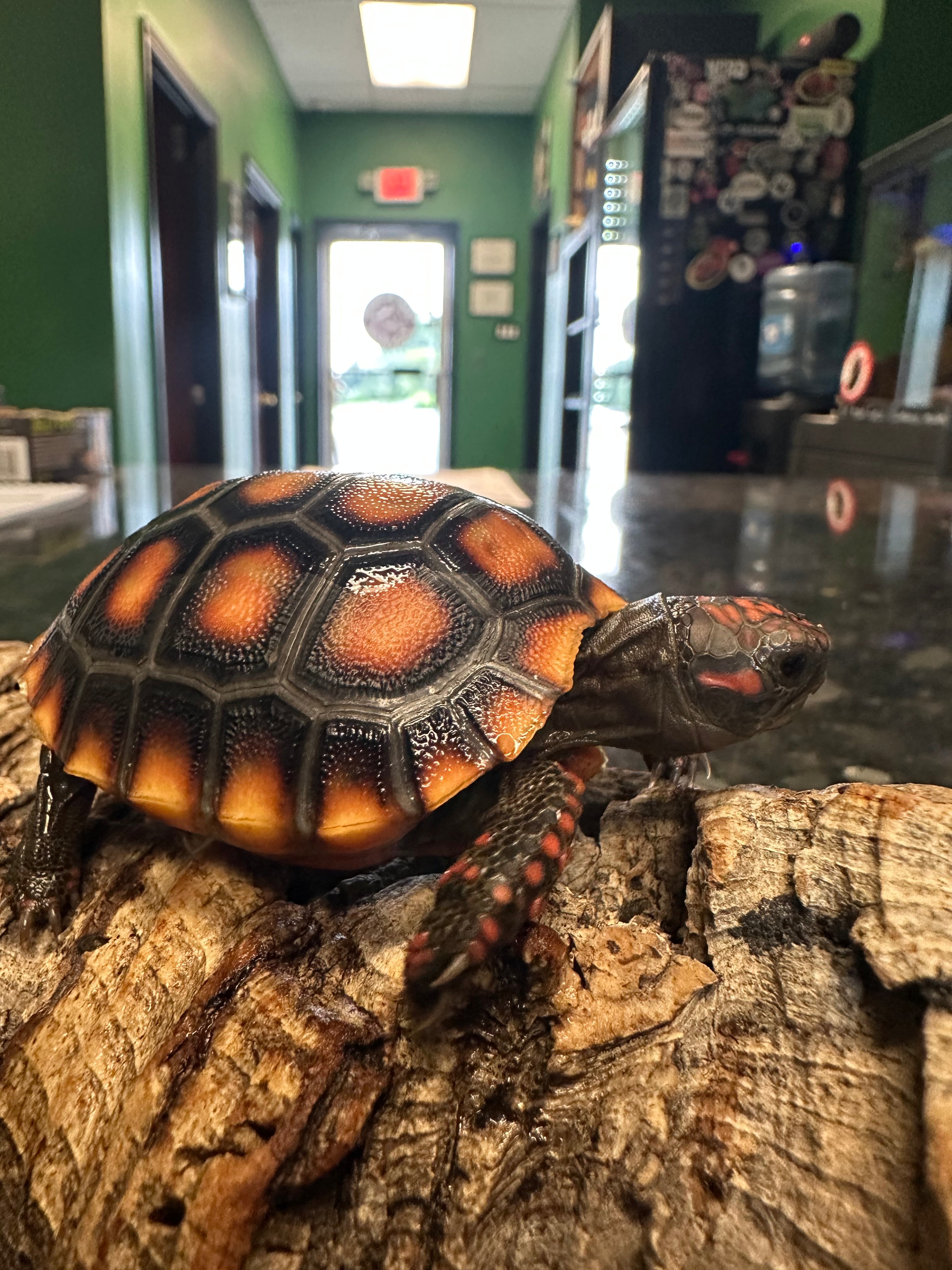CB Baby Cherryhead Red-Footed Tortoise – Cold Blooded Kingdom