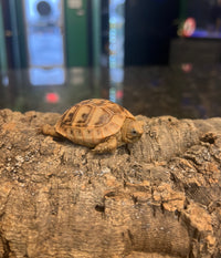 Turtles & Tortoises – Cold Blooded Kingdom