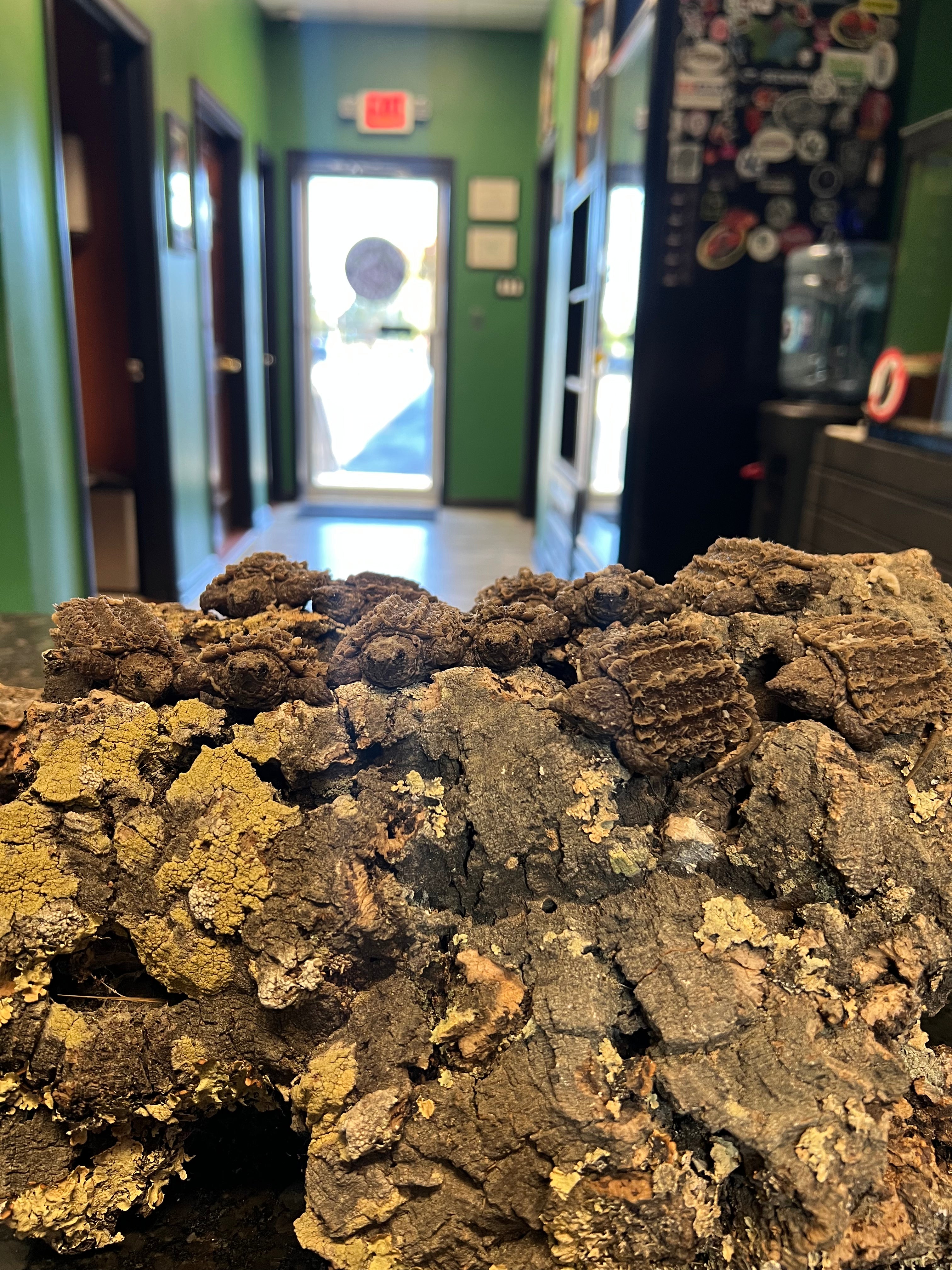Baby Alligator Snapping Turtle (Macrochelys temminckii) – Cold Blooded ...