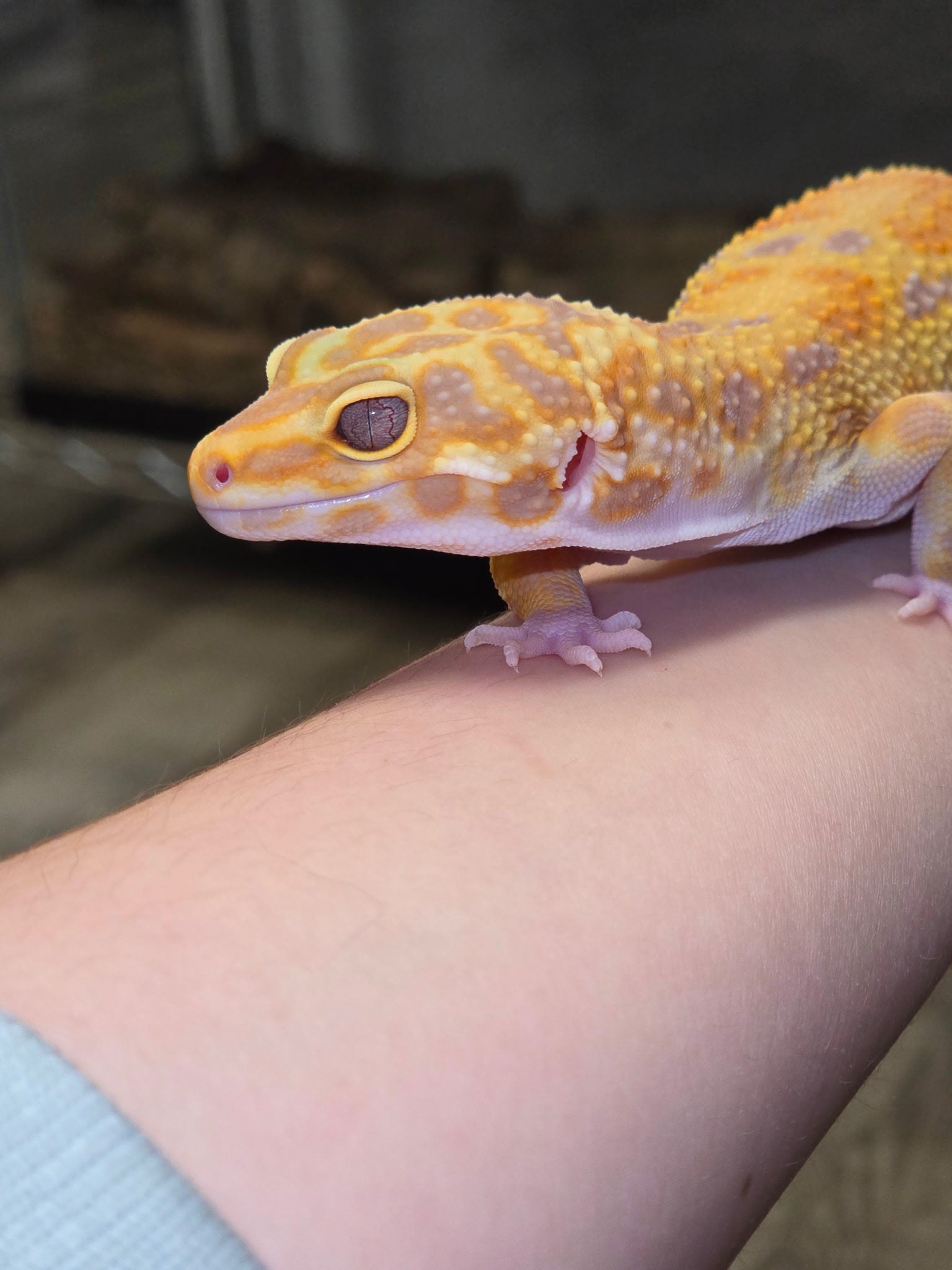 Tremper Albino Leopard Gecko - Female – Cold Blooded Kingdom