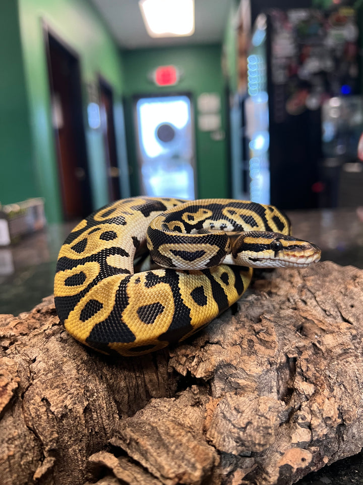 Female Cypress Leopard Chocolate 100% het Clown Ball Python – Cold ...