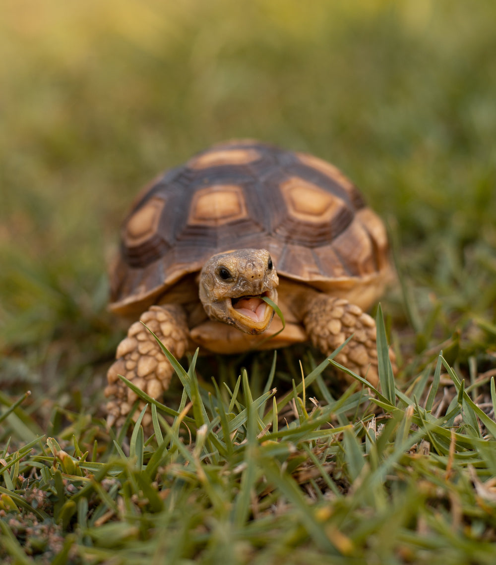 Cold Blooded Kingdom – Exotic Pets & Supplies in Huntingdon Valley