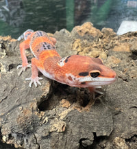 Lizards – Cold Blooded Kingdom