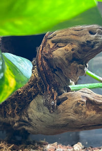 Lizards – Cold Blooded Kingdom