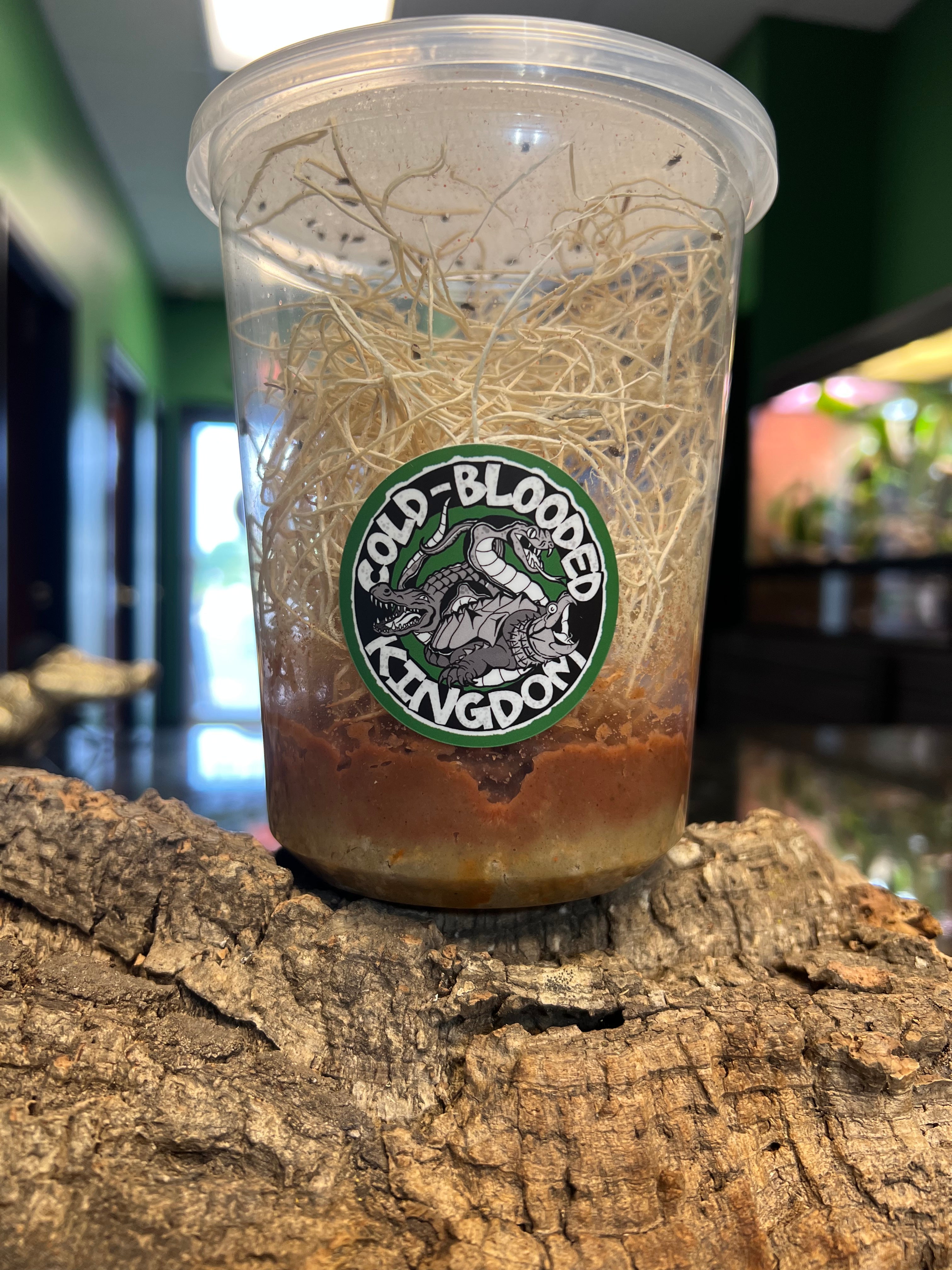 Flightless Fruit Fly Culture - D. melanogaster – Cold Blooded Kingdom