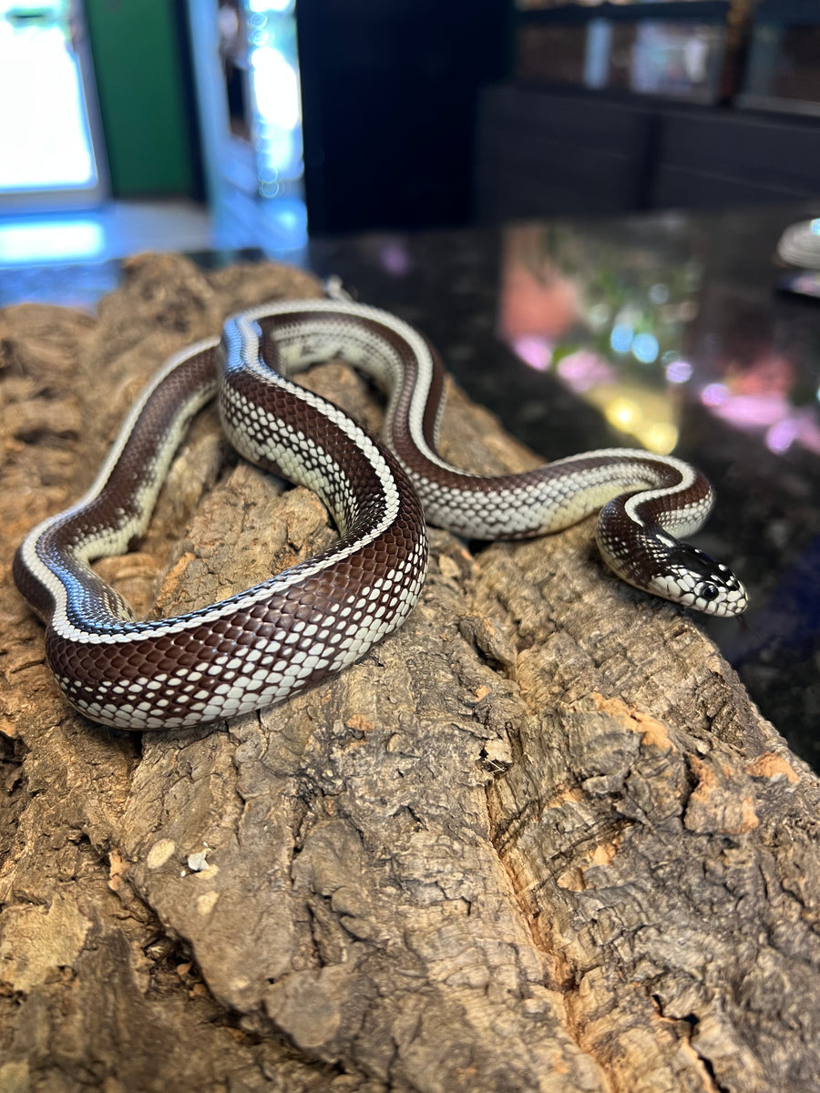 Snakes – Cold Blooded Kingdom