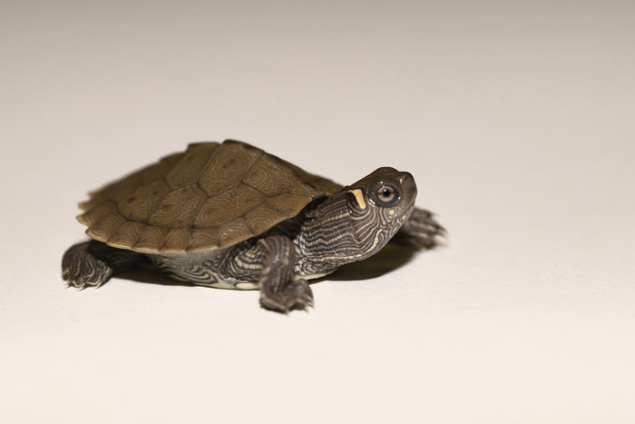 Turtles & Tortoises – Cold Blooded Kingdom